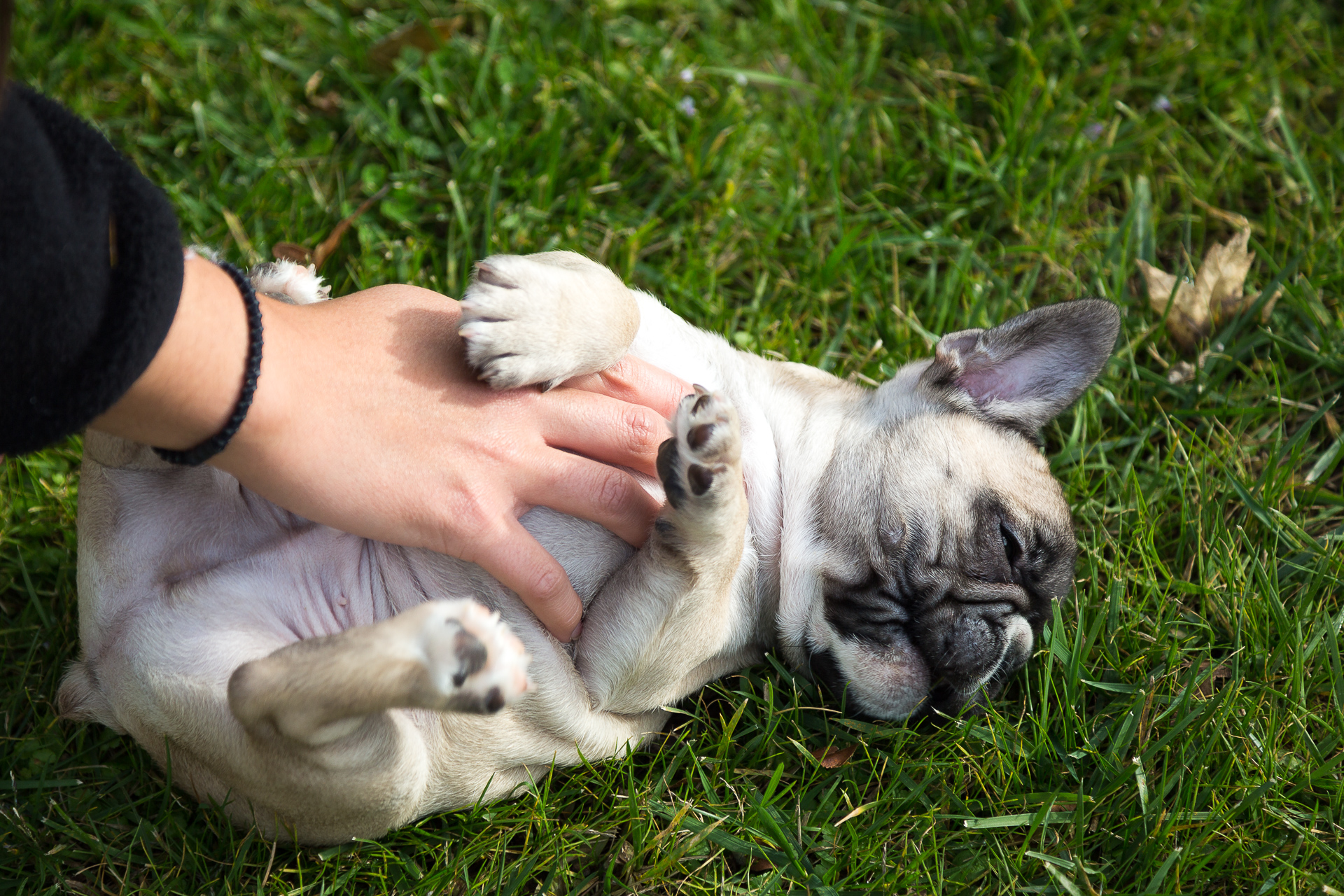 Capturing Your Dog’s Personality - Caroline Maryan Photography