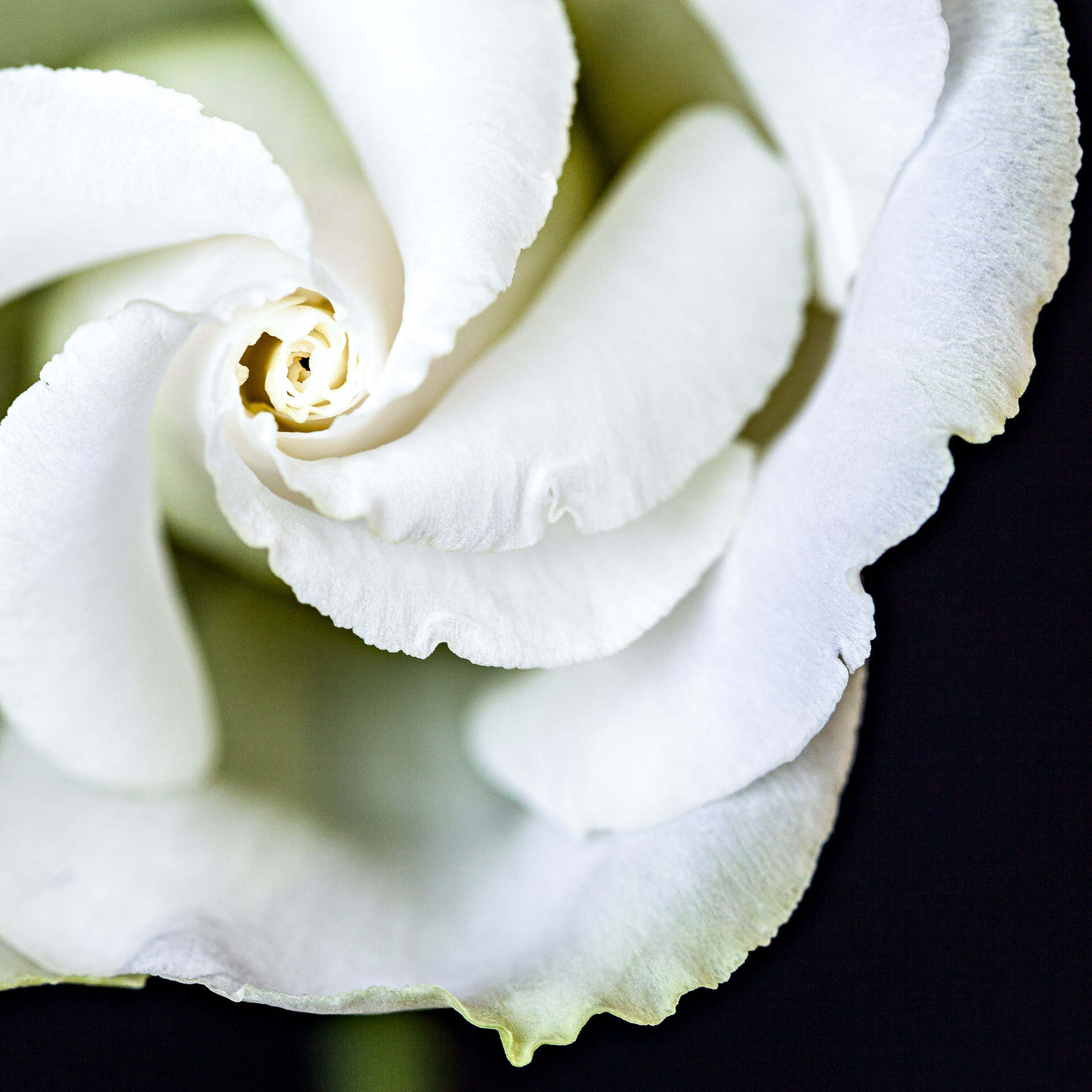 Shooting Macro Photography - Caroline Maryan Photography