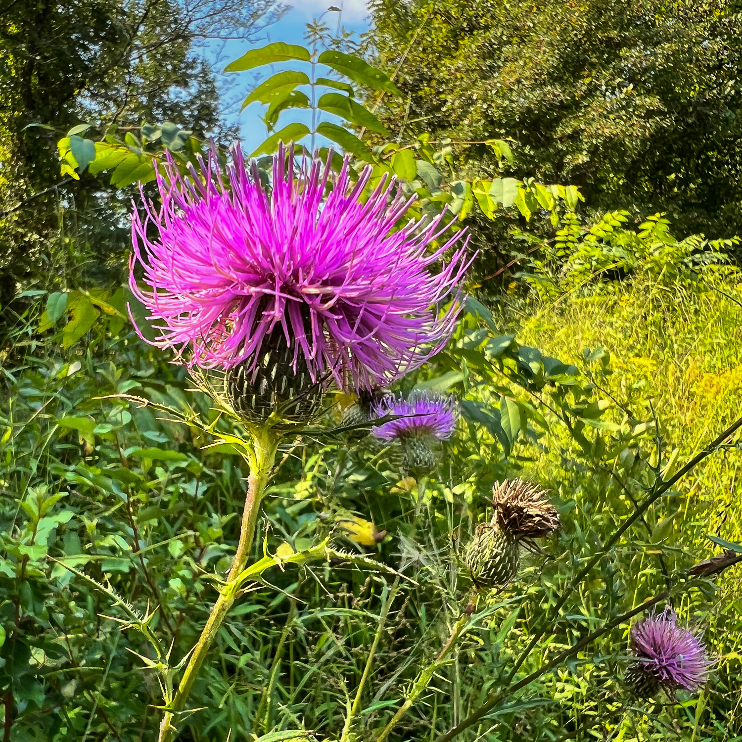 Using Your iPhone in Macro Mode - Caroline Maryan Photography