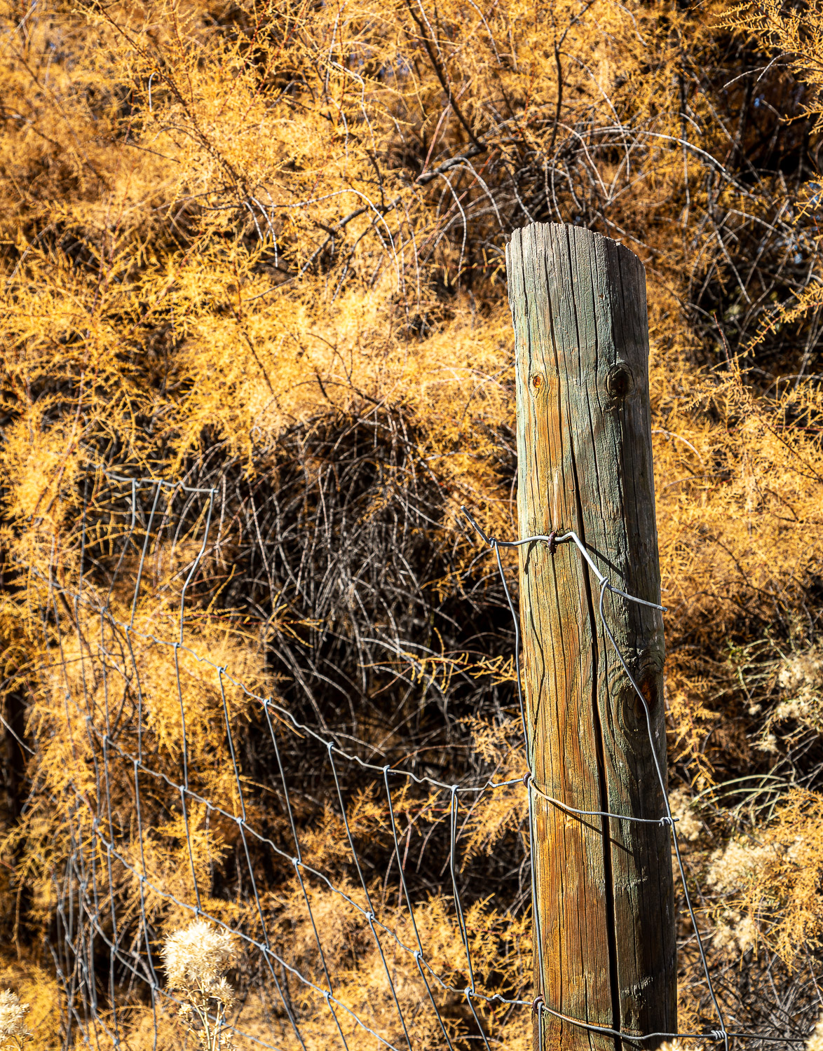 Shooting Fall Colors - Caroline Maryan Photography